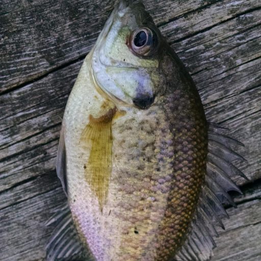 Spring Bluegill Fishing Techniques - Pack & Paddle Expedition